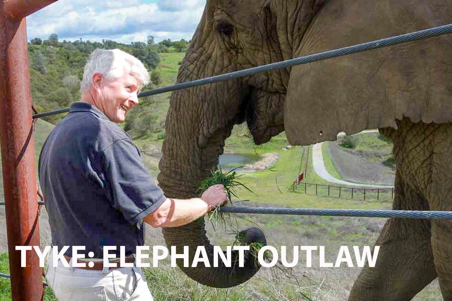 "Tyke Elephant Outlaw" – A Tragic Tale of Animal Abuse