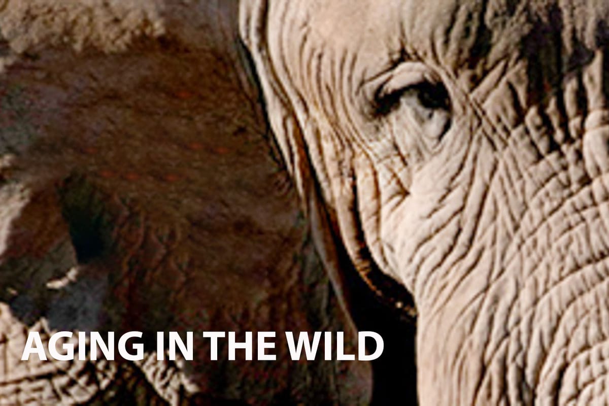 "Aging in the Wild" Documentary Review - An Exploration of the Golden ...