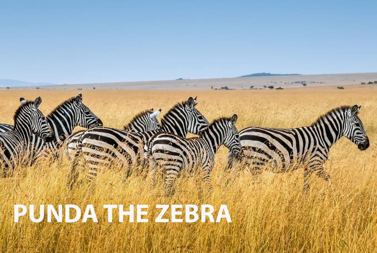 "Punda The Zebra" - A Journey of Survival in the Wild