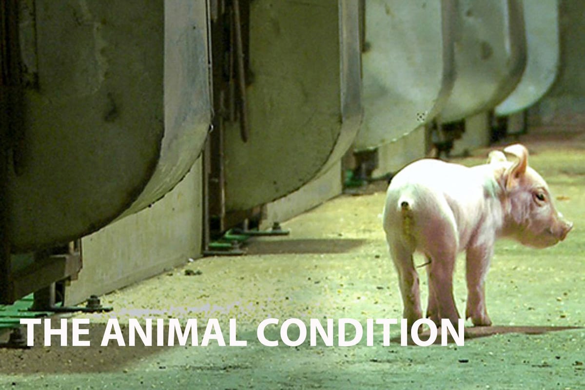 The Animal Condition - Unveiling the Truth of Animal Farming